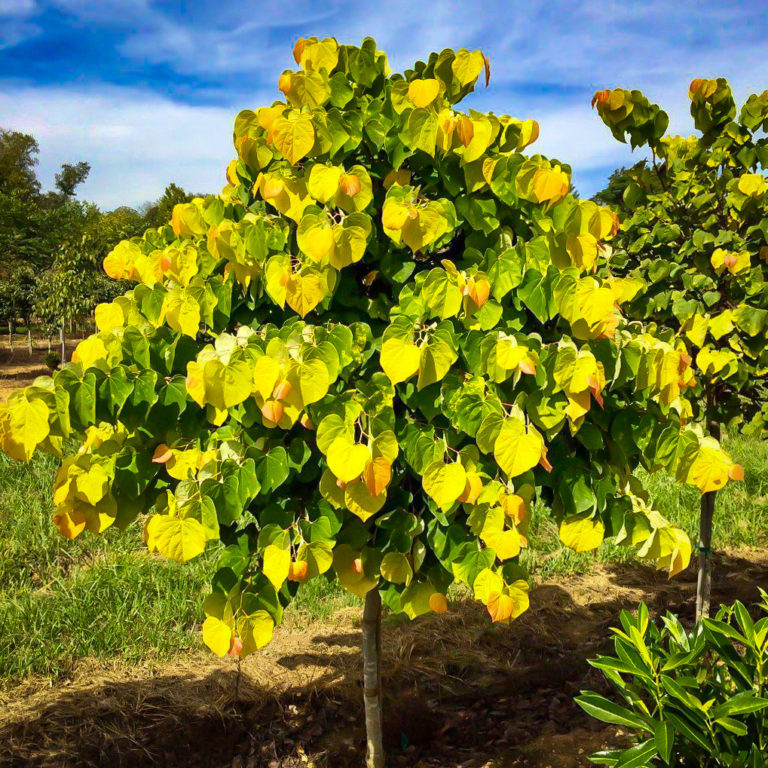 Rising Sun Redbud | Rising Sun Redbud For Sale | The Tree Center