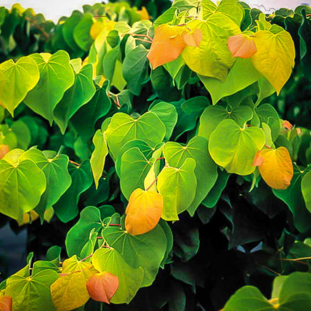 Rising Sun Redbud | Rising Sun Redbud For Sale | The Tree Center