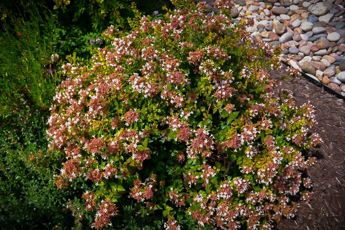 Rose Creek Abelia Shrubs For Sale Online | The Tree Center