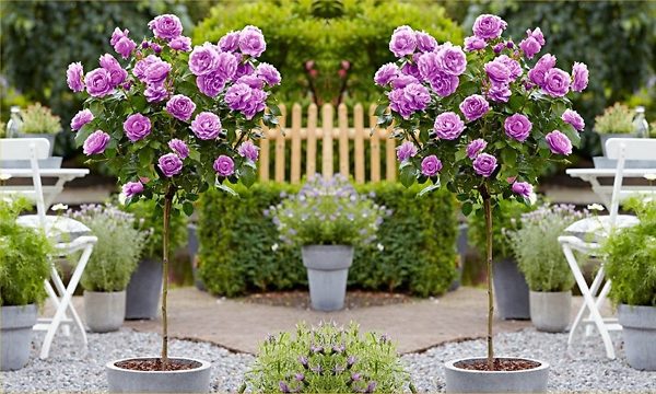 Grow Versatile Tree Roses in Your Garden | The Tree Center™