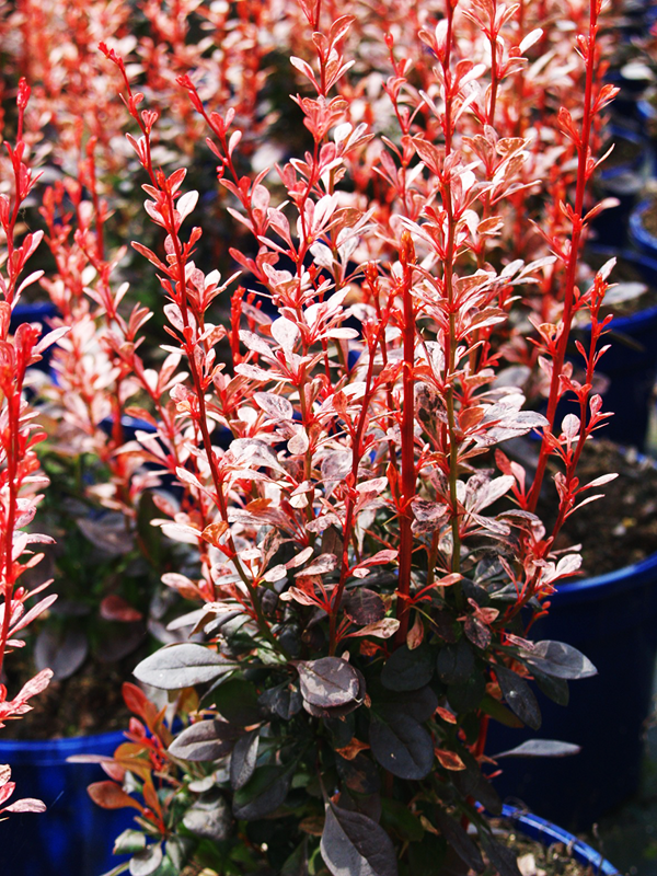 Fireball Japanese Barberry Shrubs For Sale Online | The Tree Center