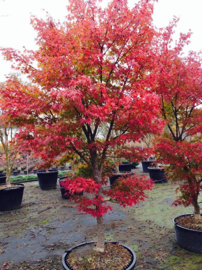 Japanese Maple Planting Guide Japanese Maple Planting Guide