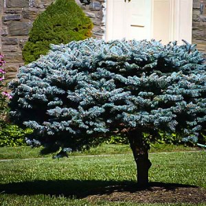 Dwarf Colorado Blue Spruce Trees For Sale | The Tree Center