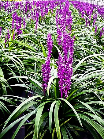 Royal Purple Liriope Plants For Sale Online | The Tree Center