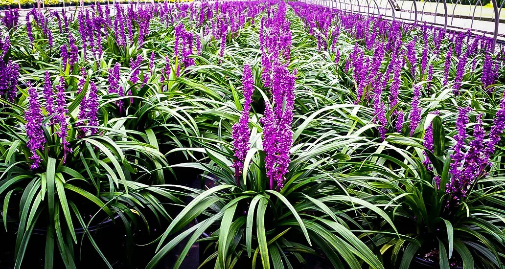 Royal Purple Liriope Plants For Sale Online | The Tree Center