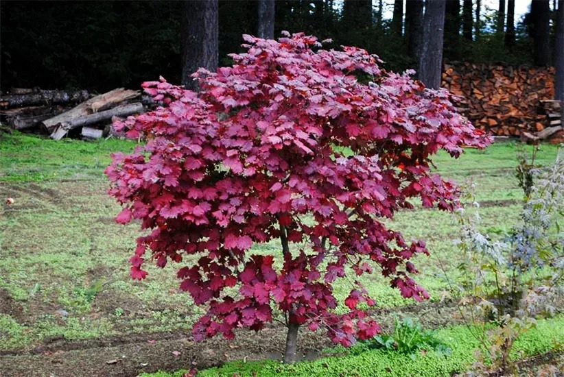Ruby Full Moon Maple For Sale Online | The Tree Center