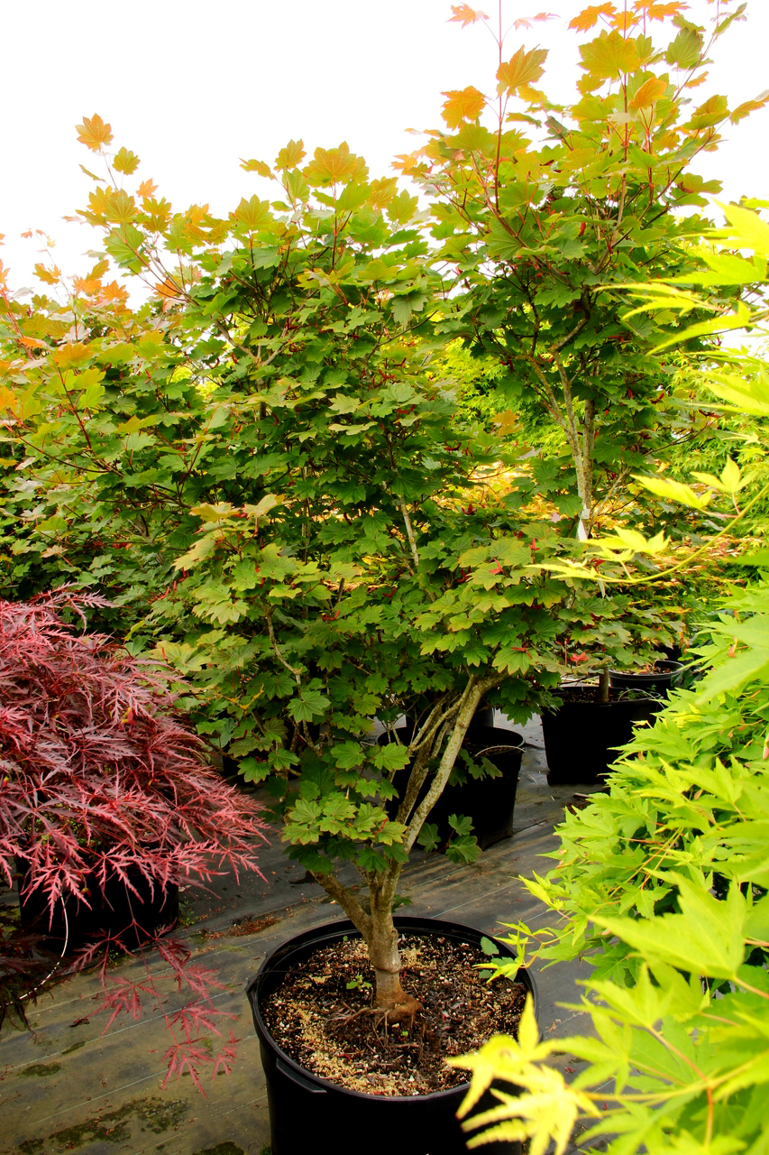 Ruby Full Moon Maple For Sale Online | The Tree Center