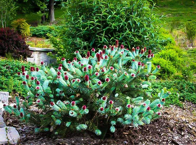 Ruby Teardrops Colorado Spruce For Sale | The Tree Center