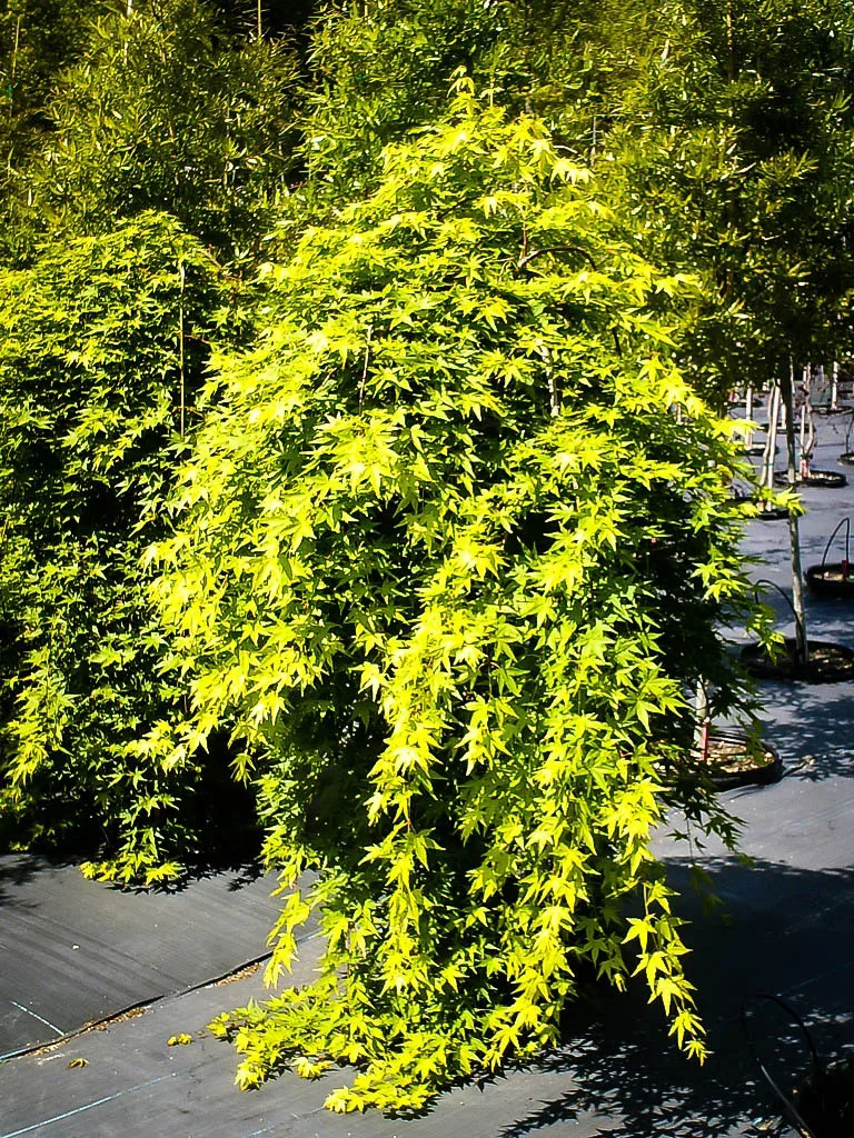 Ryusen Japanese Maple For Sale Online | The Tree Center