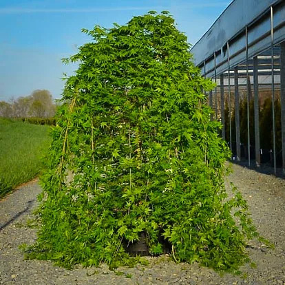 Ryusen Japanese Maple For Sale Online | The Tree Center
