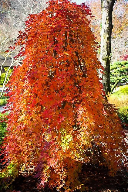 Ryusen Japanese Maple For Sale Online | The Tree Center