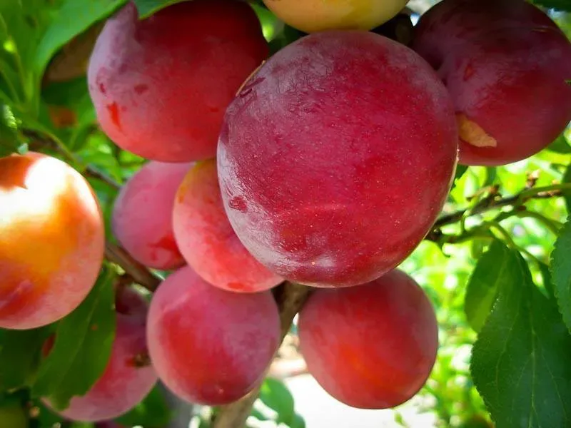 Santa Rosa Plum For Sale Online | The Tree Center