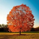 What Is Tree Sap and What Causes It? | Learn Why Trees Produce Sap