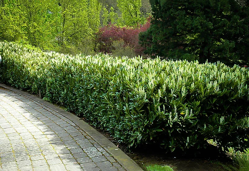 Skip Laurel Shrubs | Buy Skip Laurels Online | The Tree Center