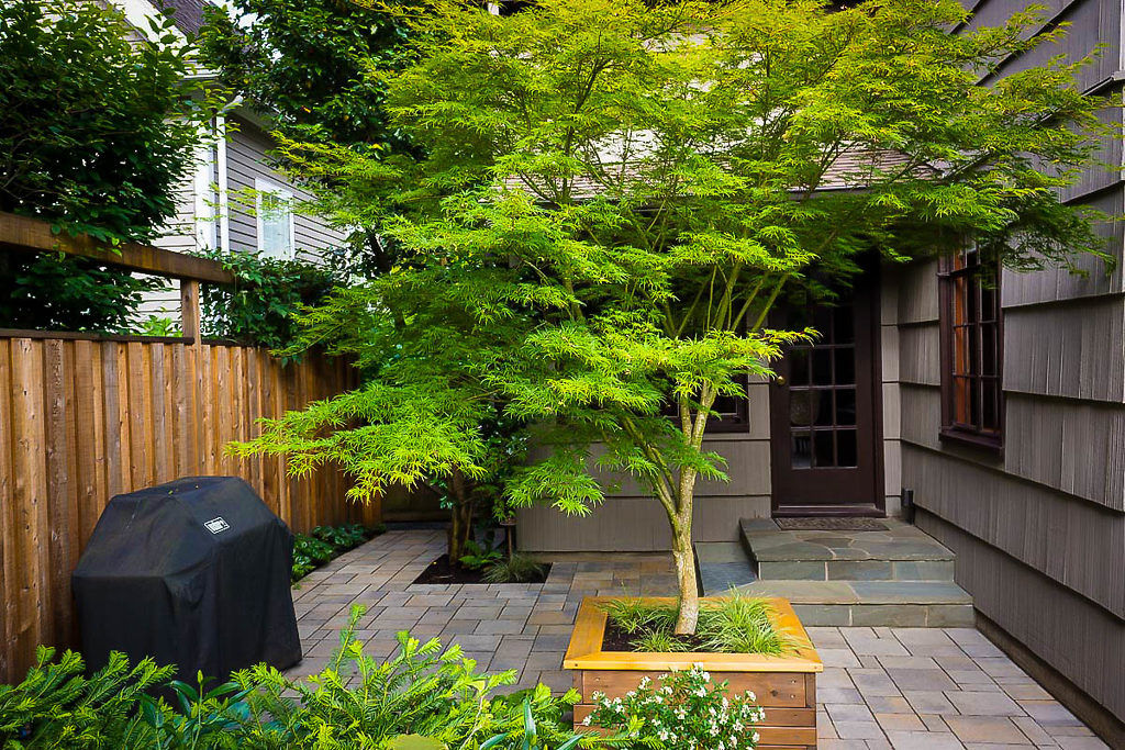 Seiryu Japanese Maple Trees For Sale | The Tree Center