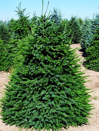 Choosing Spruce Trees | Select the Best Spruce Tree to Plant