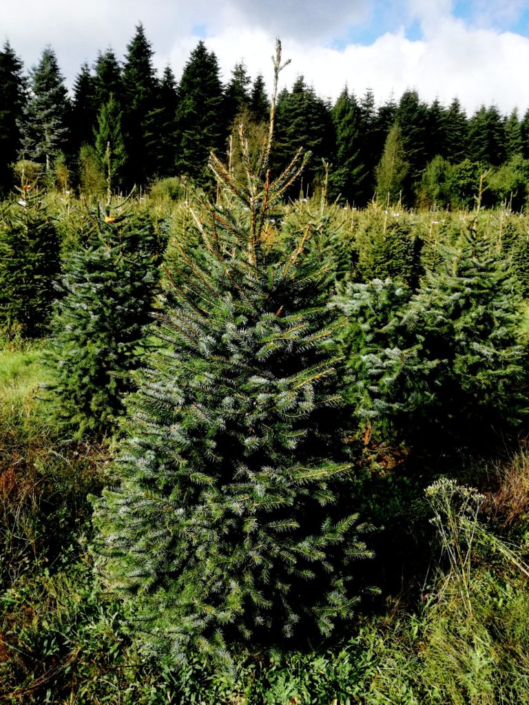 Serbian Spruce Trees For Sale Online | The Tree Center