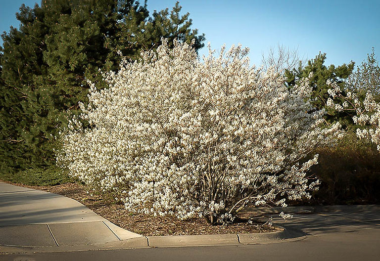 Serviceberry For Sale Online | The Tree Center