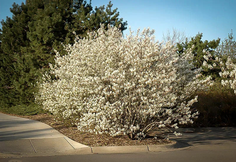 Serviceberry For Sale Online | The Tree Center