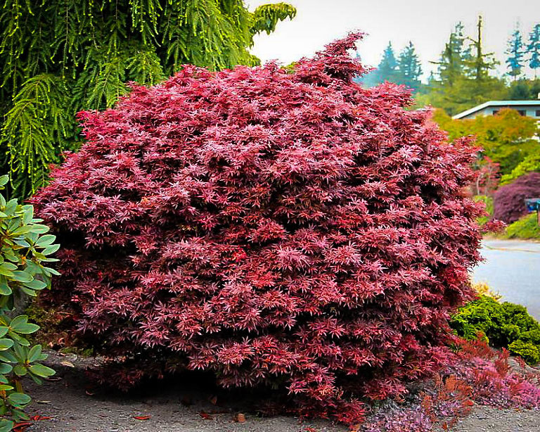 Shaina Japanese Maple Trees For Sale | The Tree Center
