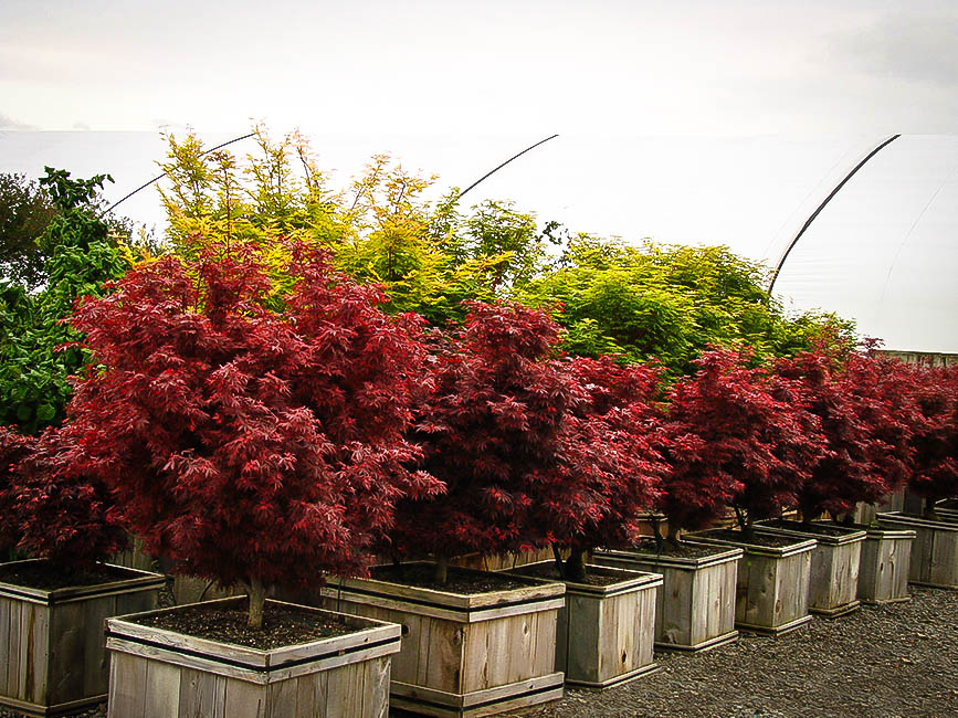 Shaina Japanese Maple Trees For Sale | The Tree Center