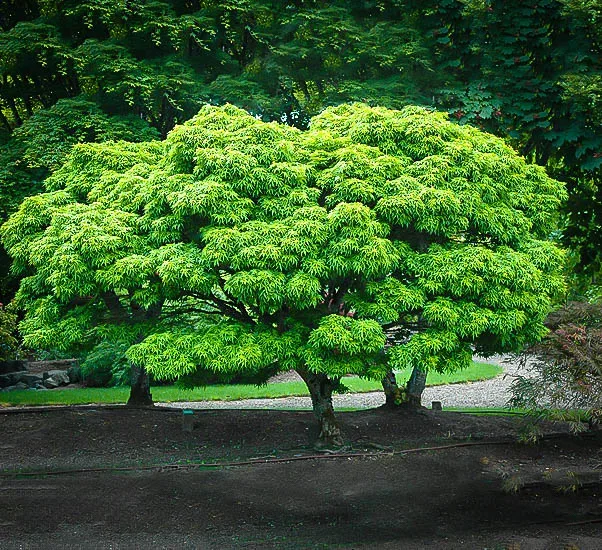 Sharp's Pygmy Japanese Maple For Sale Online | The Tree Center