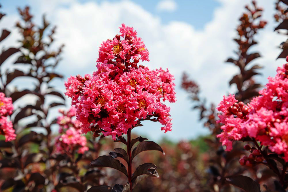 Shell Pink Black Diamond Crape Myrtles For Sale | The Tree Center
