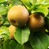 Shinko Asian Pear For Sale Online | The Tree Center