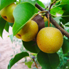 Shinko Asian Pear For Sale Online | The Tree Center