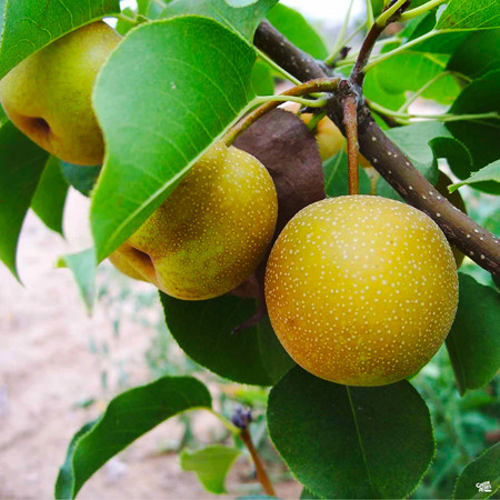 Shinko Asian Pear For Sale Online | The Tree Center