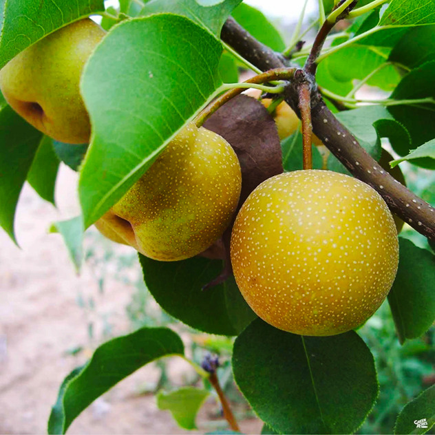 Shinko Asian Pear For Sale Online | The Tree Center