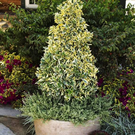 Silver King Euonymus For Sale Online | The Tree Center