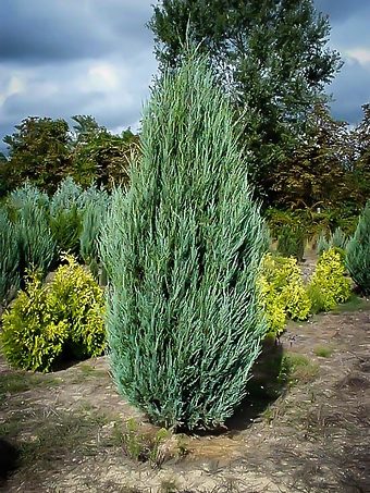 Wichita Blue Juniper Tree | The Tree Center