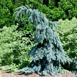 Slenderina Weeping Blue Spruce For Sale Online | The Tree Center