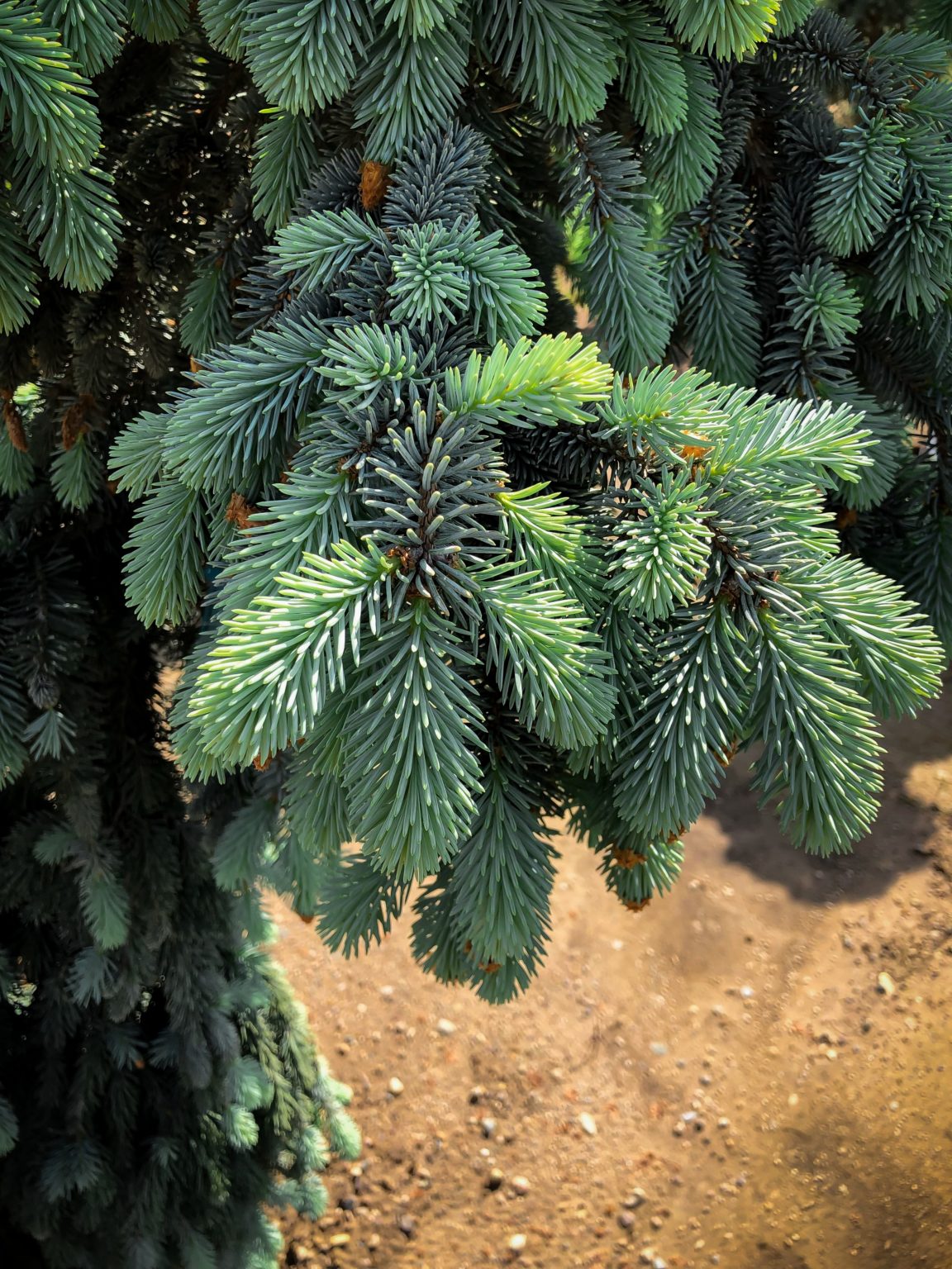 Slenderina Weeping Blue Spruce For Sale Online | The Tree Center