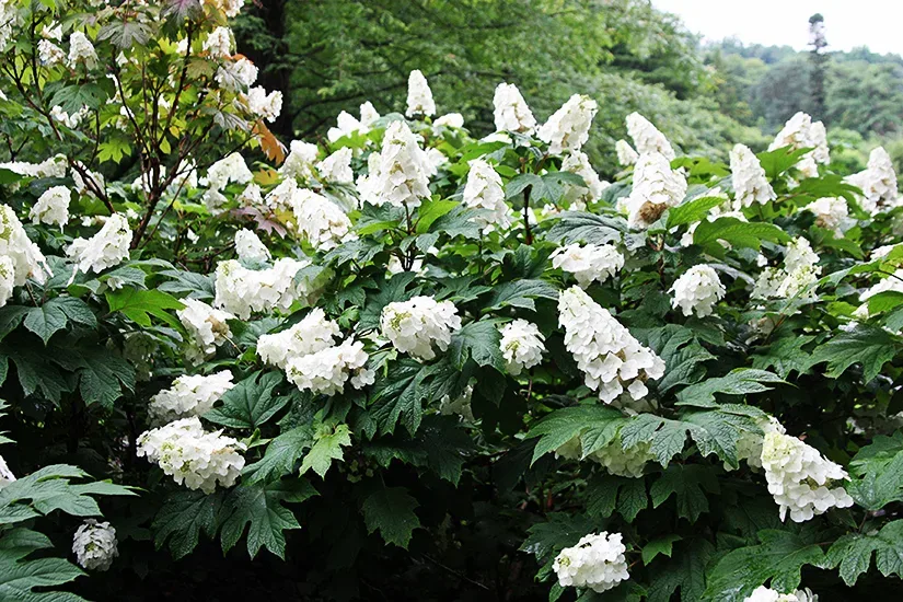 Snow Queen Hydrangea For Sale Online | The Tree Center
