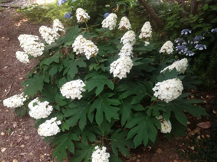 Snow Queen Hydrangea For Sale Online | The Tree Center
