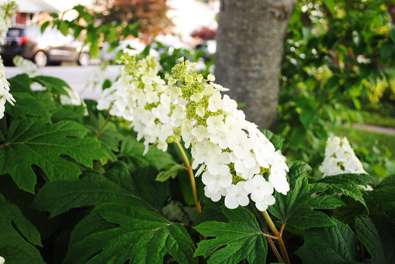 Snow Queen Hydrangea For Sale Online | The Tree Center