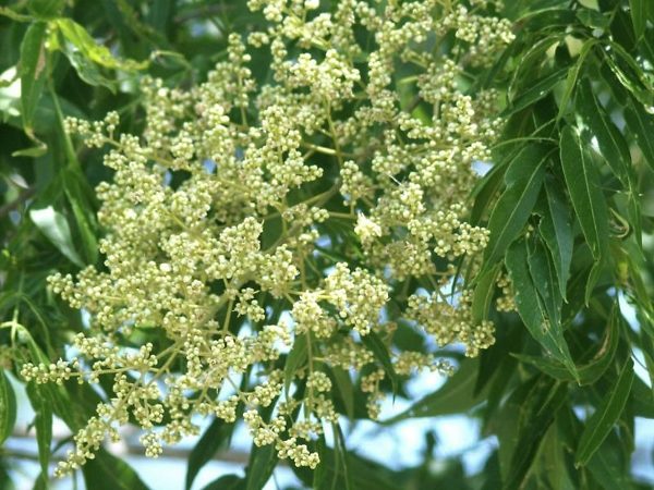 Berries That Grow On Trees - The 6 Most Popular Berry Trees