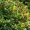 Southern Gentleman Winterberry Holly For Sale | The Tree Center
