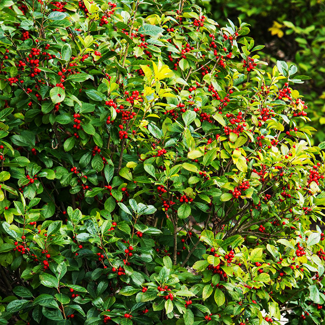 Southern Gentleman Winterberry Holly For Sale | The Tree Center