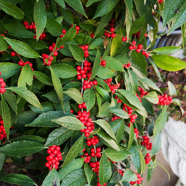 Southern Gentleman Winterberry Holly For Sale | The Tree Center