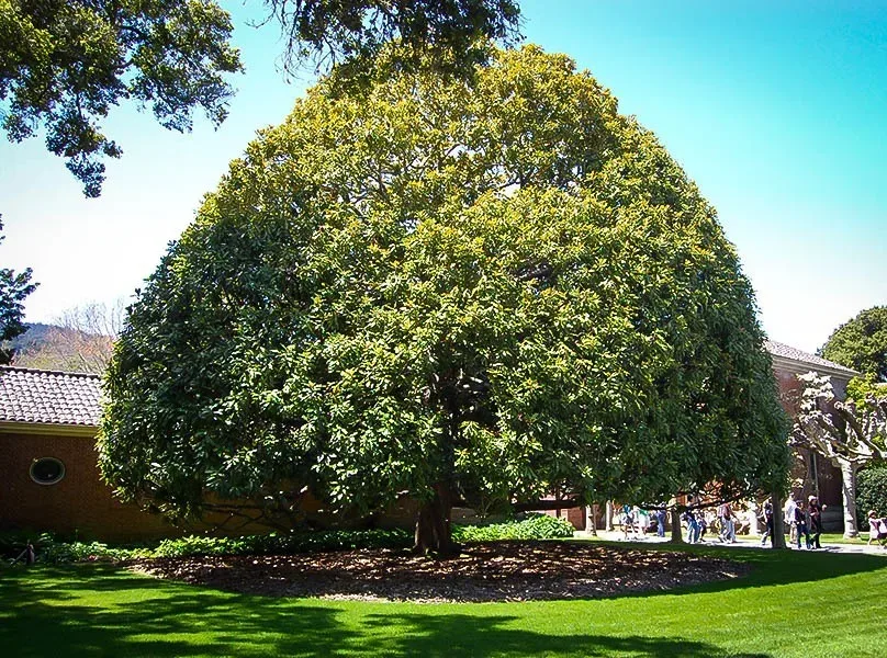 Southern Magnolia Wood