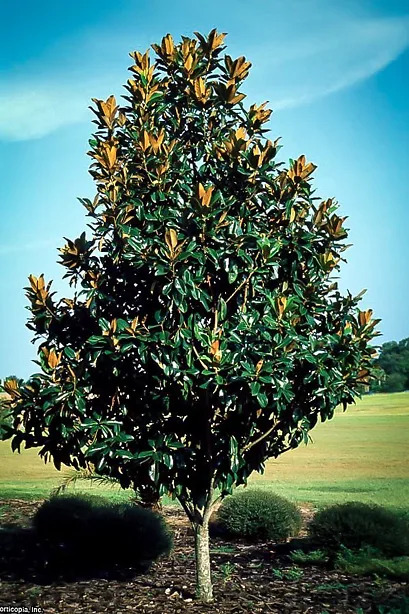 Southern Magnolia Tree For Sale Online | The Tree Center
