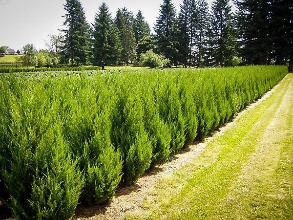 Buy Spartan Juniper Trees Online | The Tree Center