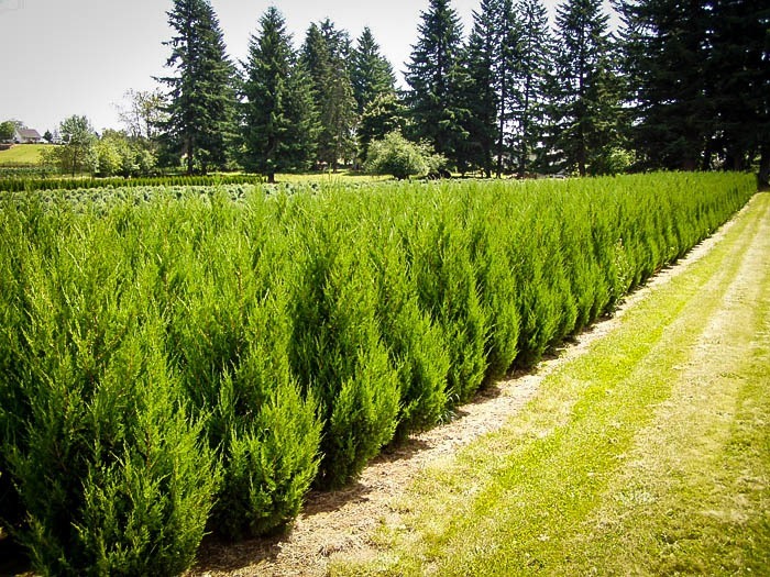 Buy Spartan Juniper Trees Online | The Tree Center