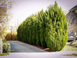 How To Plant a Privacy Screen | The Tree Center™