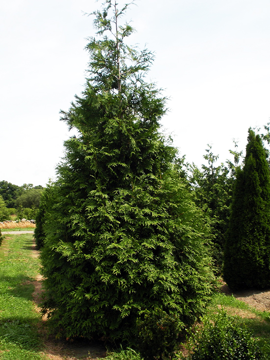 Spring Grove Western Arborvitae For Sale | The Tree Center