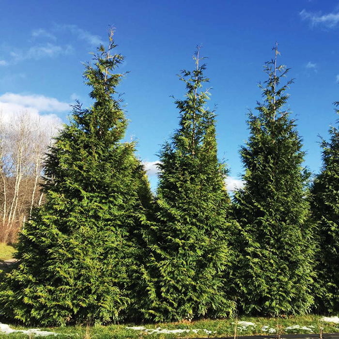 Spring Grove Western Arborvitae For Sale | The Tree Center