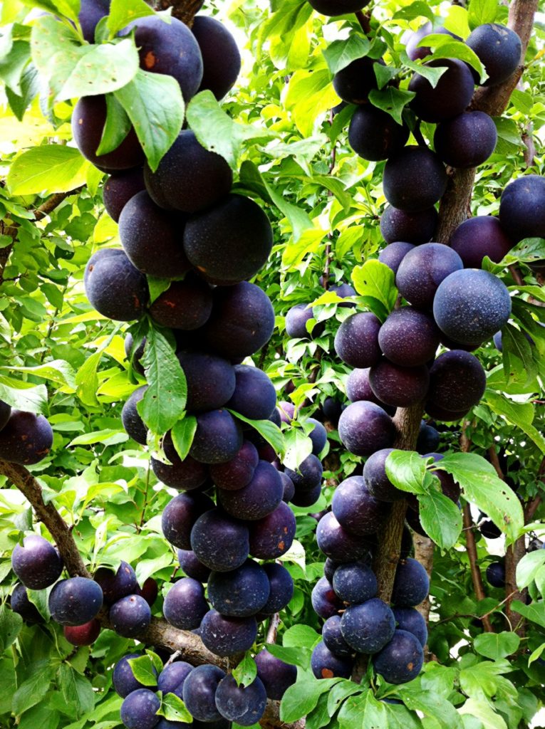 Spring Satin Plumcot Trees For Sale Online | The Tree Center